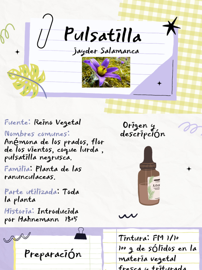 Pulsatilla | Descargar gratis PDF | Homeopatía | Medicina