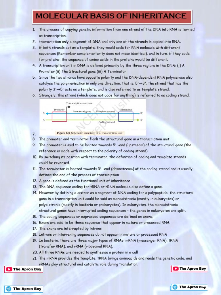 Molecular Basis of Inheritance 2 | PDF | Translation (Biology) | Operon Molecular Basis of Inheritance 2 | PDF | Translation (Biology) | Operon