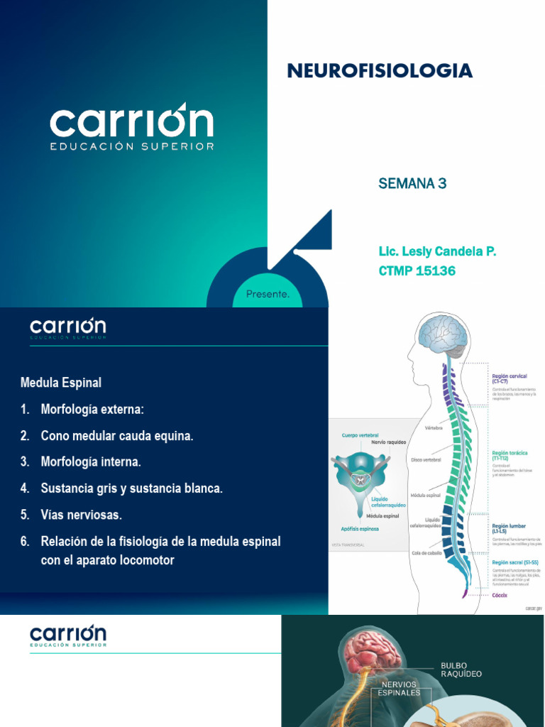 Neurofisiologia - Clase 3-Medula Espinal | PDF | Médula espinal | Materia gris