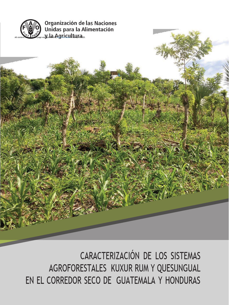 Sistemas Mayas 6to | PDF | Agricultura | Arboles