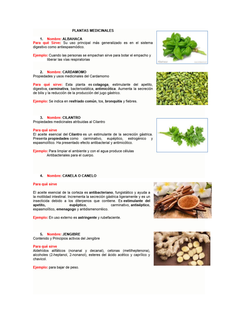 Plantas Medicinales para Que Sirven Con Imagen | PDF | Resfriado comun ...