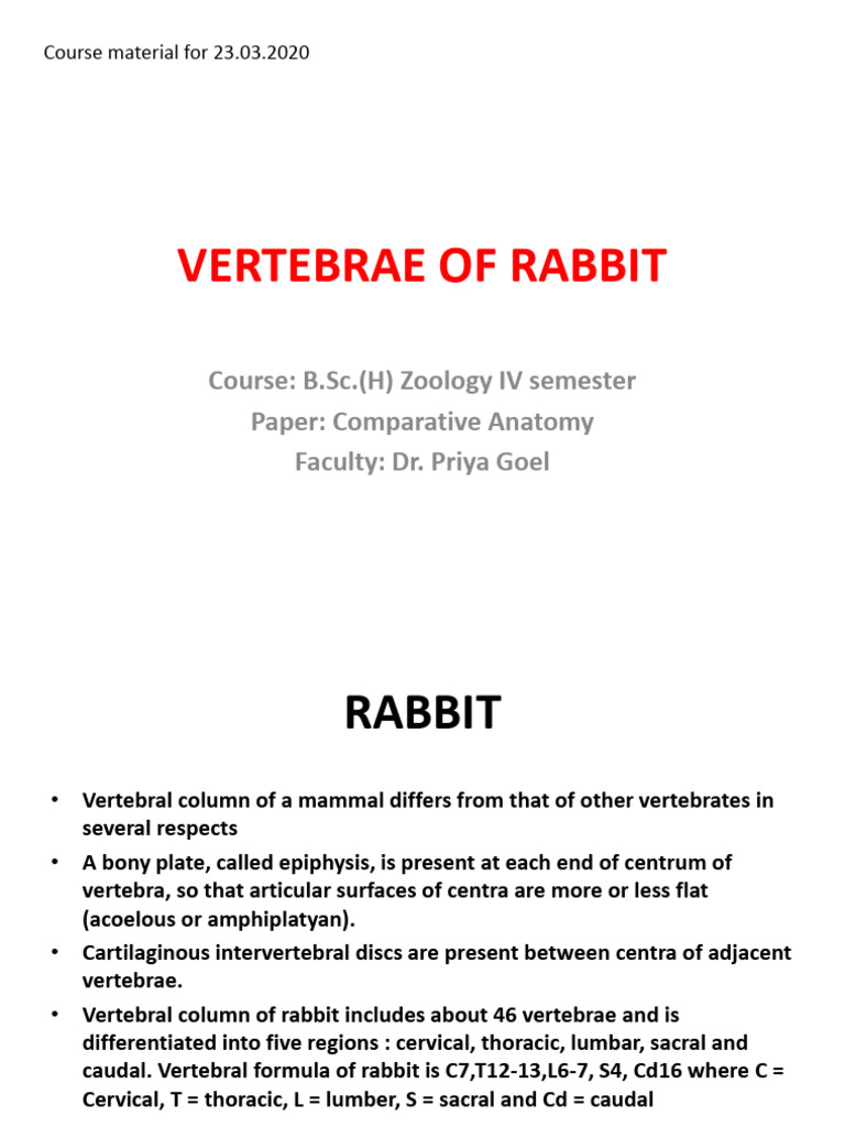 Rabbit Vertebral Column Anatomy | PDF | Vertebra | Vertebral Column