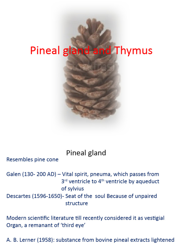 Pineal & Thymus: Anatomy & Function | PDF | Circadian Rhythm | Anatomy