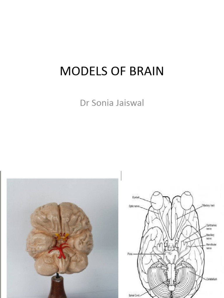 Models of Brain | PDF | Striatum | Thalamus