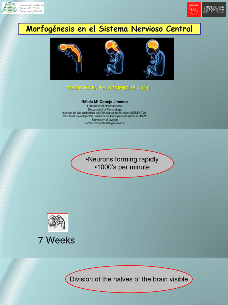 Morfogénesis del Sistema Nervioso Central | PDF | Neurogenesis ...