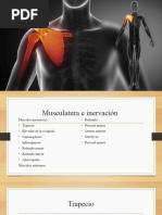 Anatomía de la Región Escapular | PDF | Articulaciones | Hombro