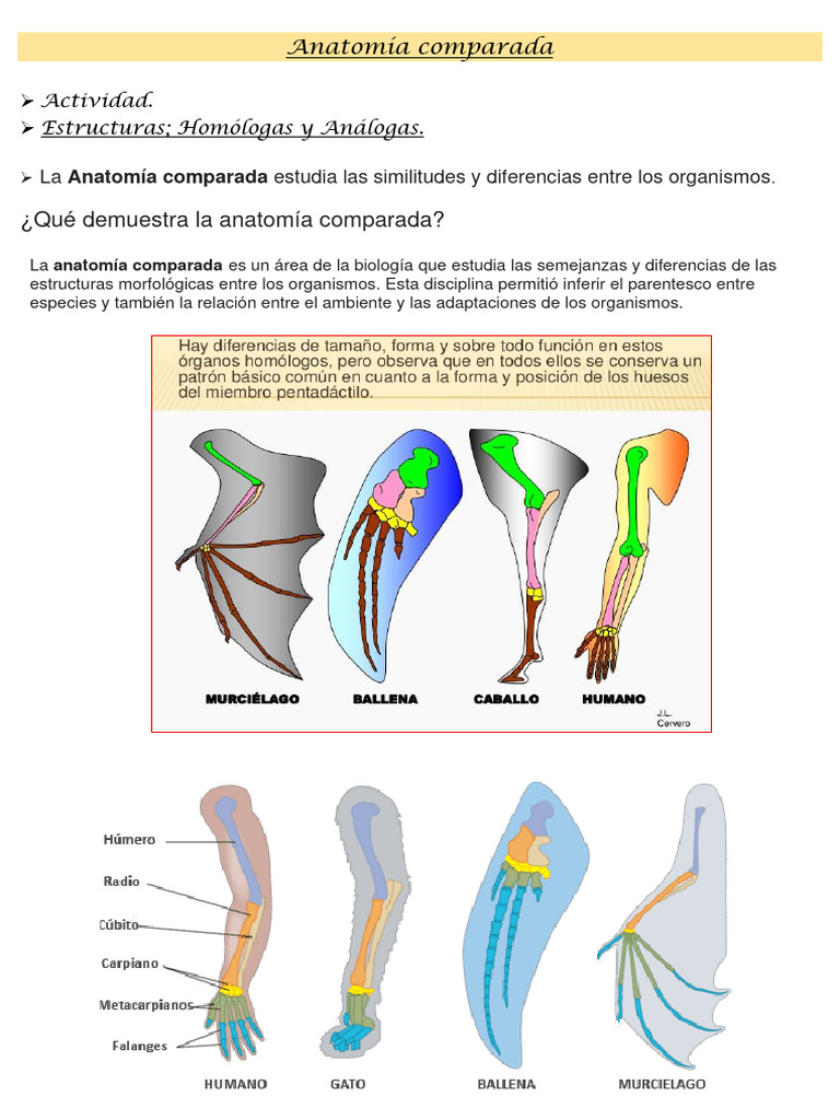 Anatomía Comparada. Activ | PDF | Homología (biología) | Anatomía