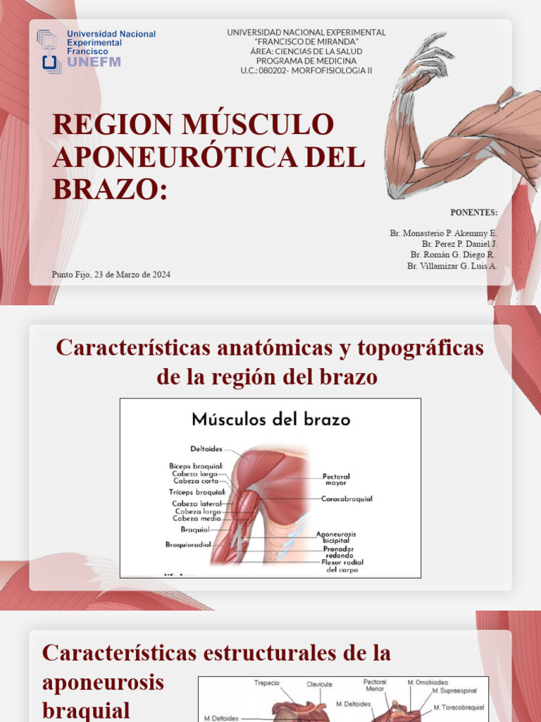 Tema 12 | PDF | Codo | Sistema musculoesquelético