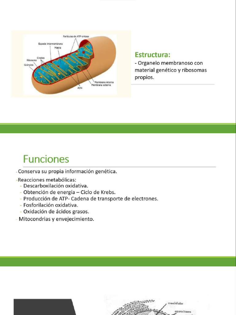 Diapositivas Organelos de La Celula | PDF | Lisosoma | Biología Celular) Diapositivas Organelos de La Celula | PDF | Lisosoma | Biología Celular)