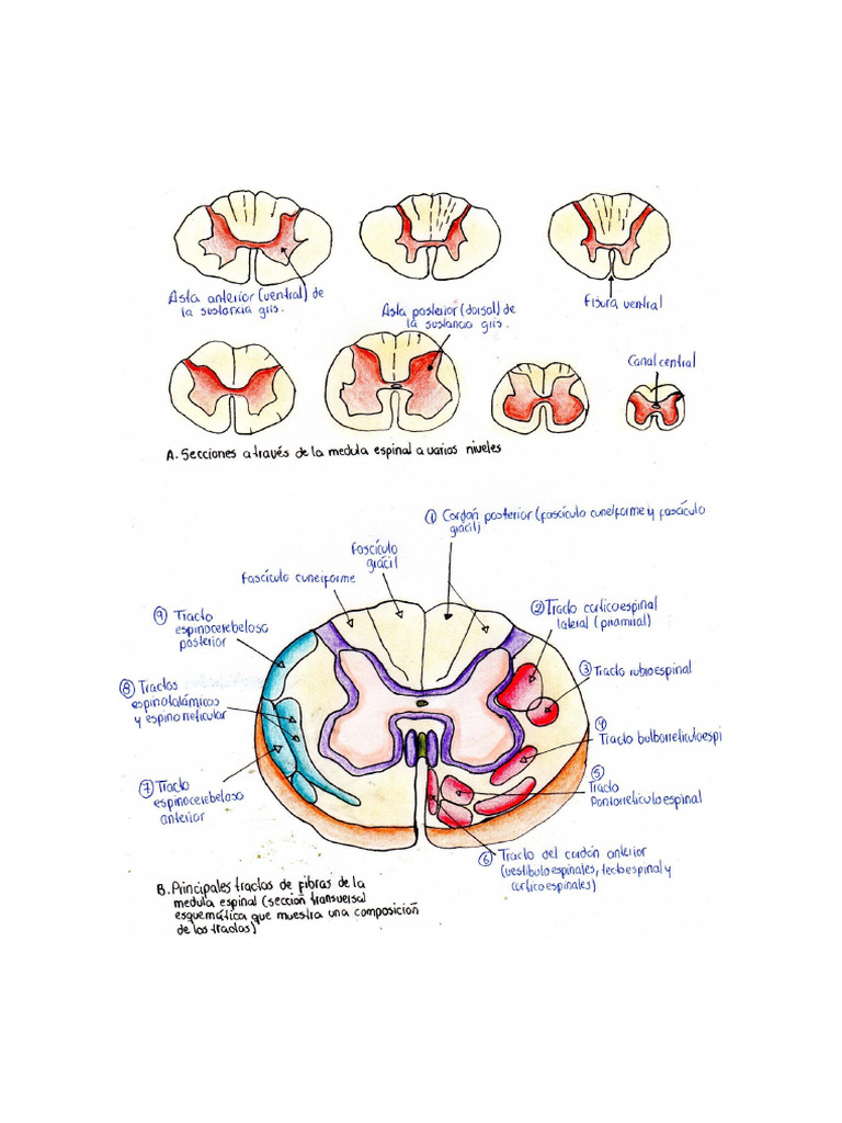 Medula Espinal | PDF