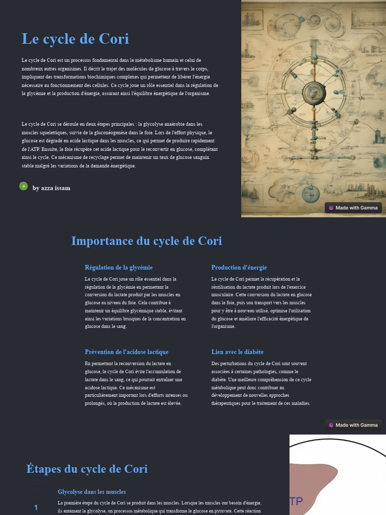 Le Cycle de Cori | PDF | Acide lactique | Biologie