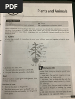 Parts of Plants GRADE 4 NATURAL SCIENCE | PDF