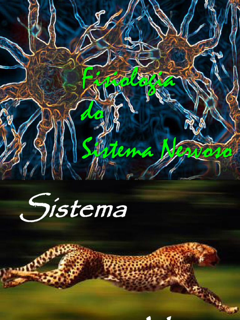 8 Sistema Motor | PDF | Neurônio motor | Músculo