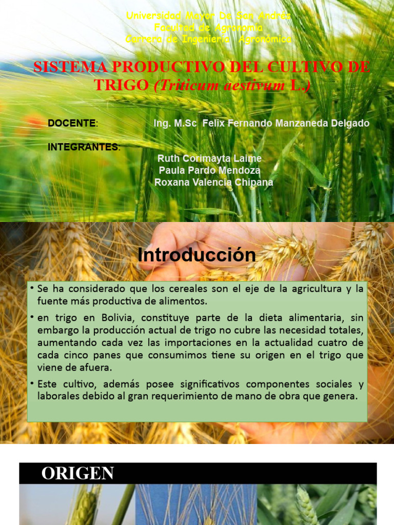Cultivo de Trigo | PDF | Trigo | Siembra