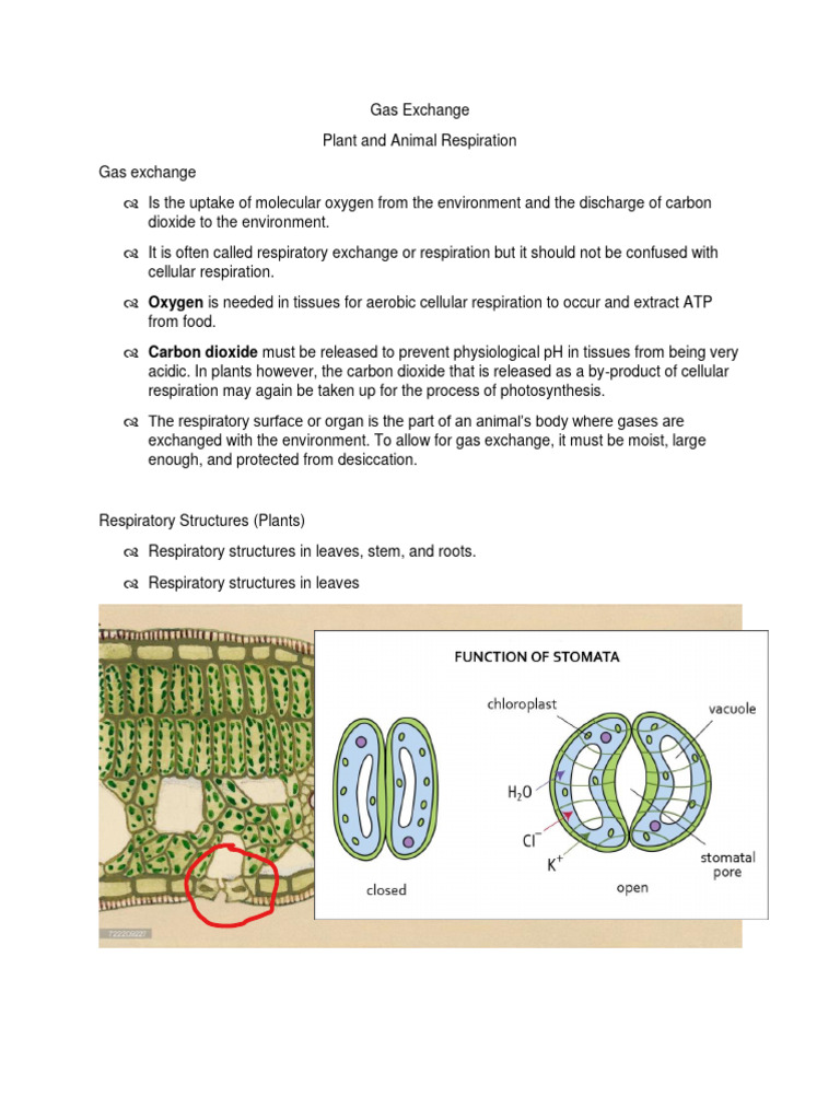 Biology_Gas Exchange | PDF | Respiratory System | Gill