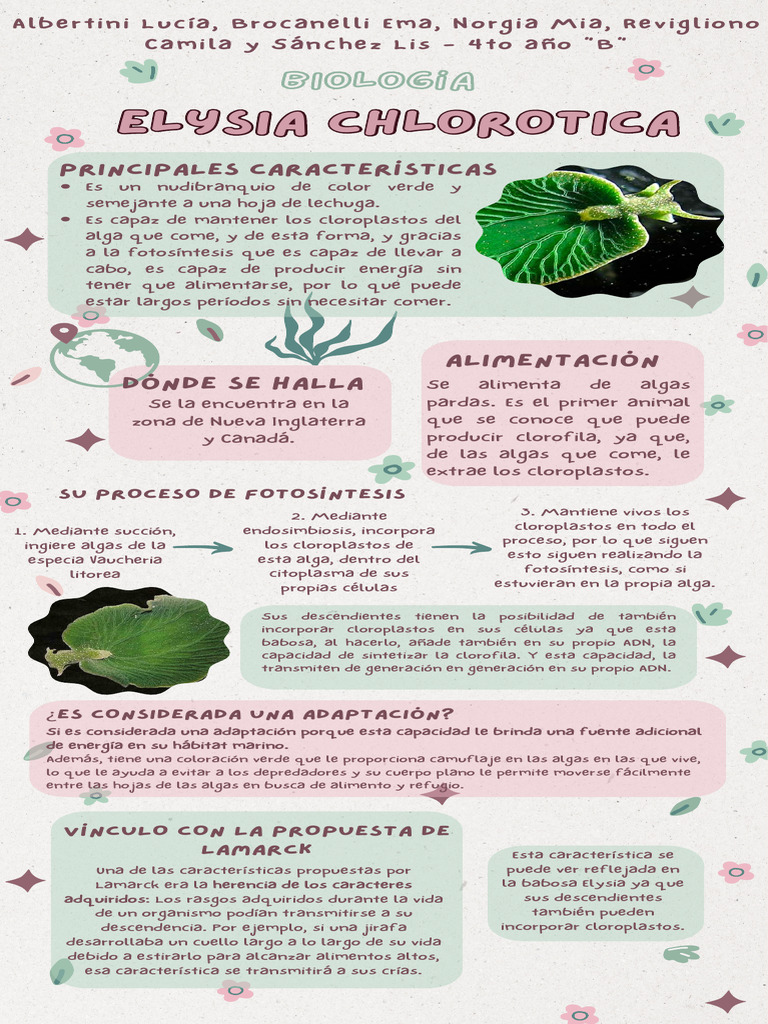Elysia Chlorotica | PDF | Algas | Cloroplasto