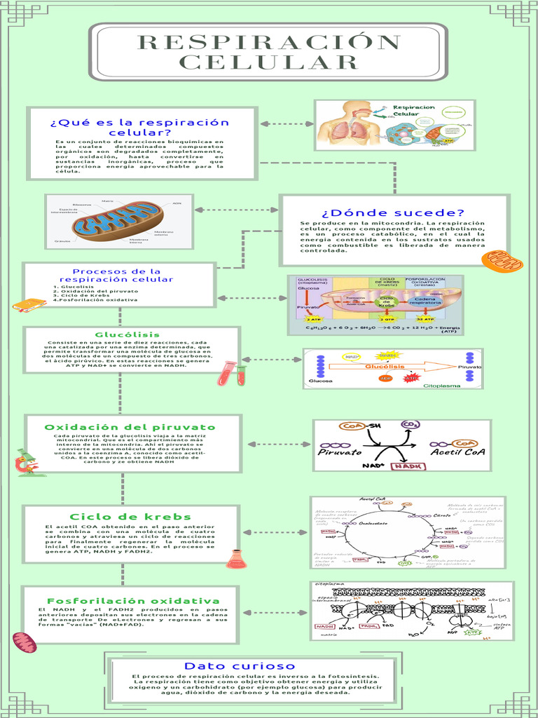 Procesos de la Respiración Celular | PDF | Respiración celular | Glucólisis