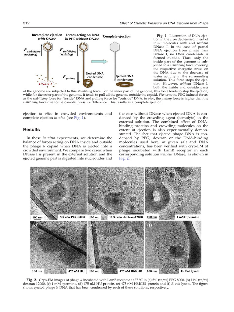 Results Compressed | PDF | Virus | Dna