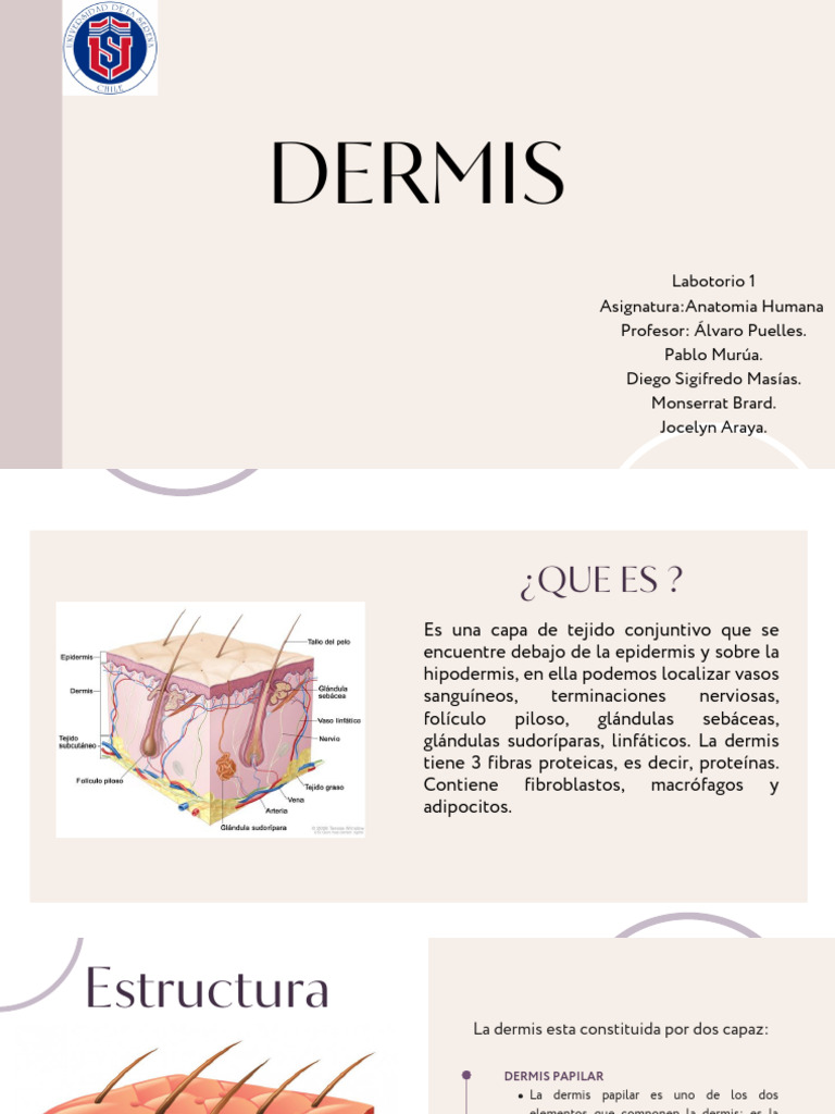 Dermis | PDF | Tejido conectivo | Piel
