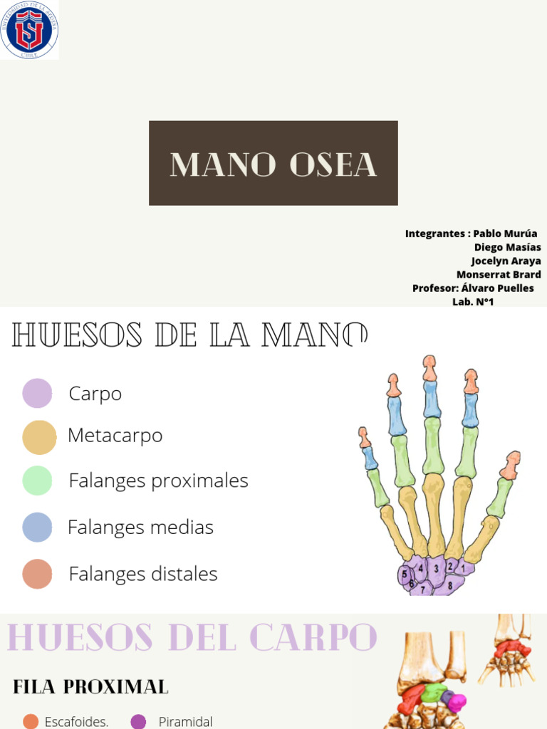 Mano Osea | PDF | Mano | Enfermedades y trastornos
