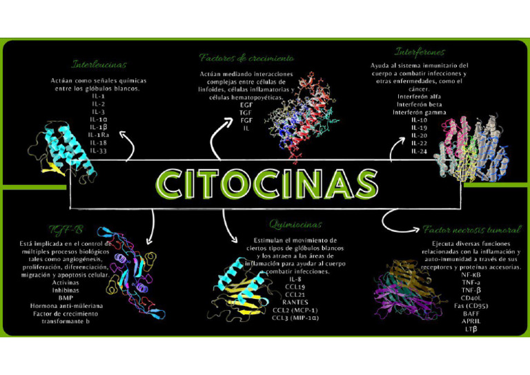 Mapa Mental Citocina | PDF