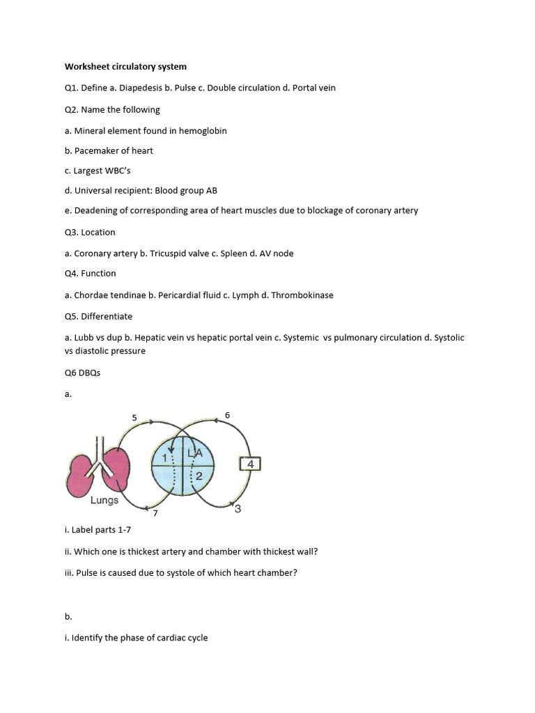 Worksheet Circulatory System | PDF | Art | Technology & Engineering