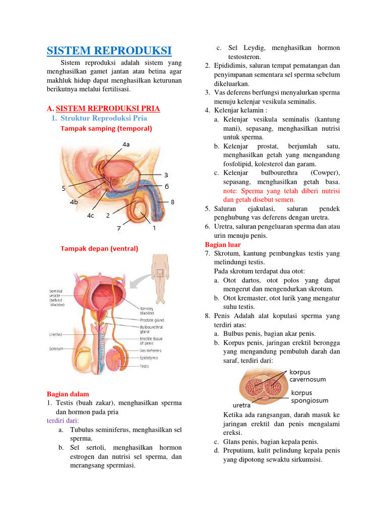 Sistem Reproduksi | PDF
