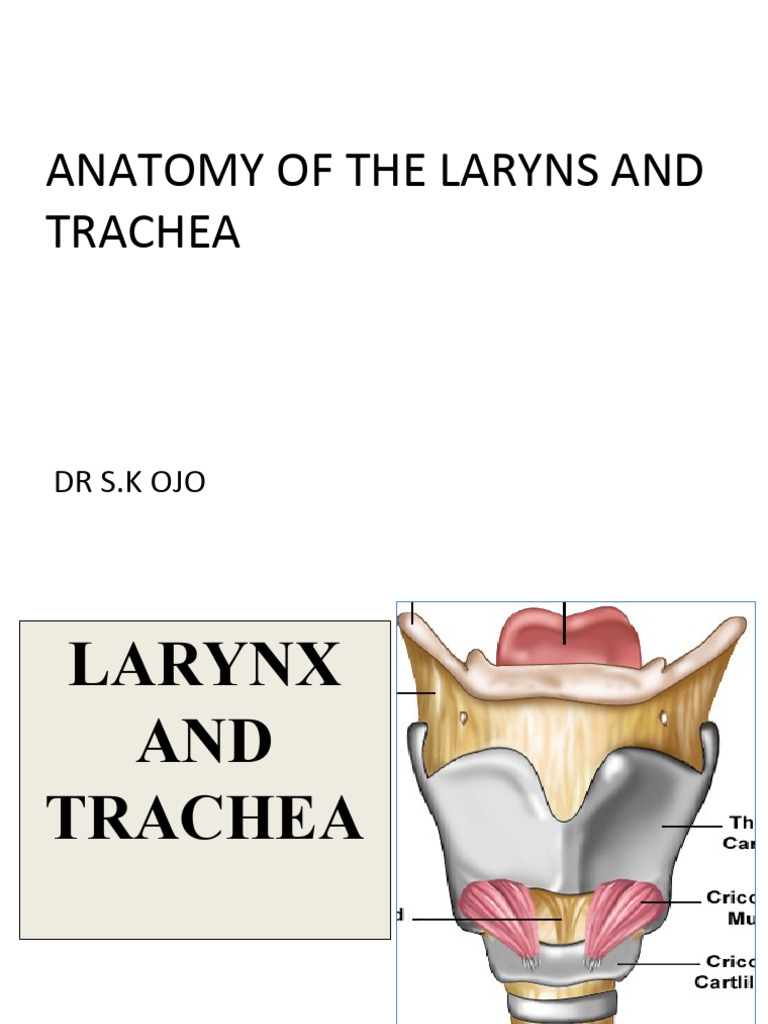 Larynx and Trachea | PDF | Larynx | Common Carotid Artery