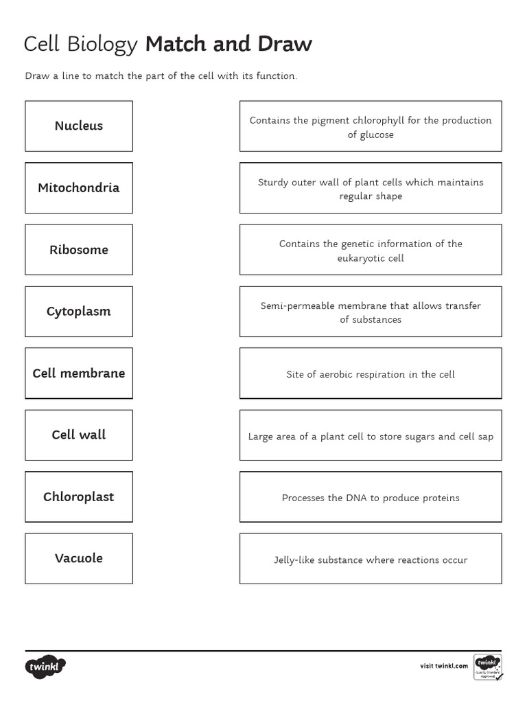 Cell Biology Match and Draw | PDF | Science & Mathematics