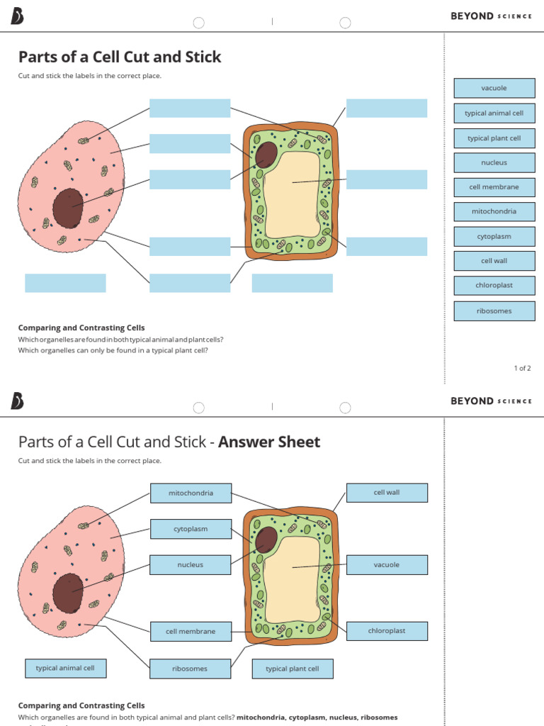 GCSE Cells Cut and Stick Worksheet | PDF | Cell (Biology) | Cytoplasm