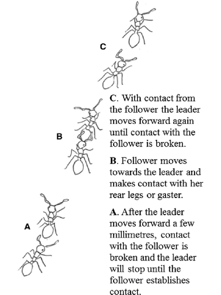 Ants Chain | PDF