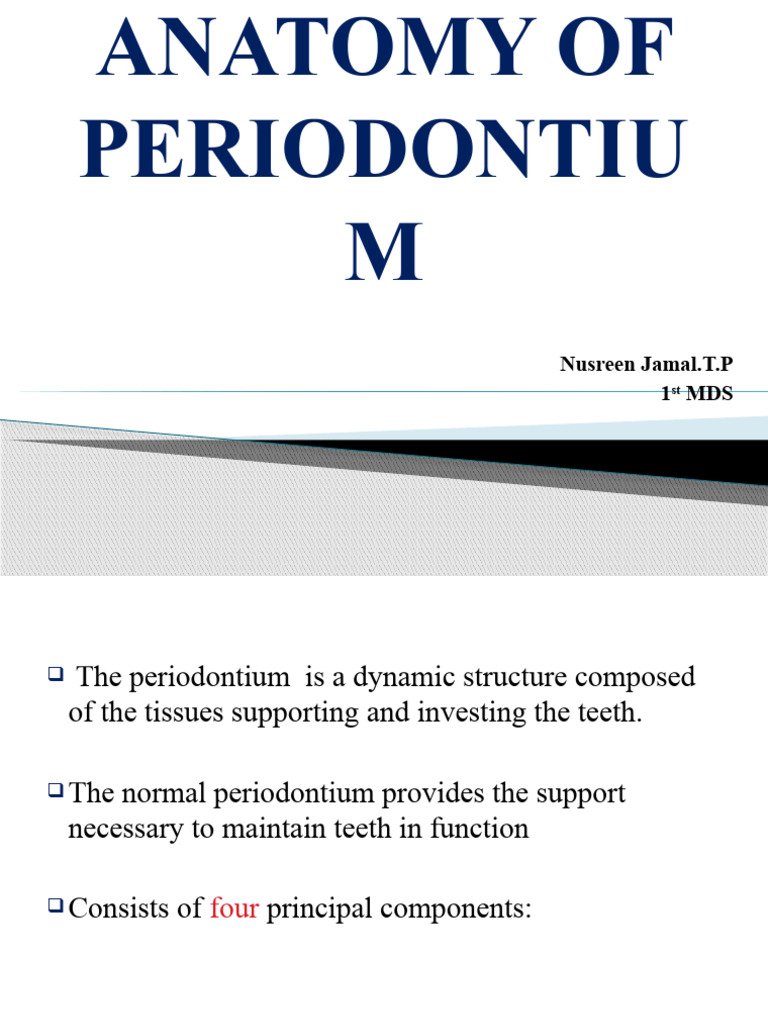 Anatomy of the Periodontium | PDF | Epithelium | Cell Biology