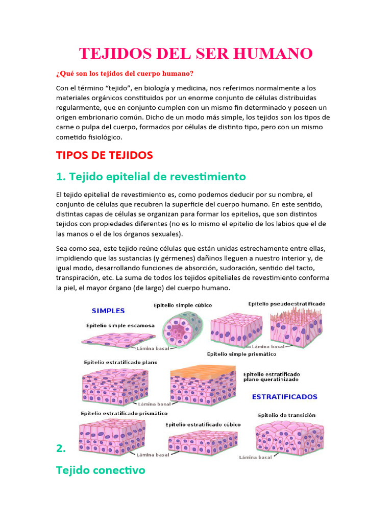 Tejidos Del Ser Humano | PDF | Hueso | Músculo