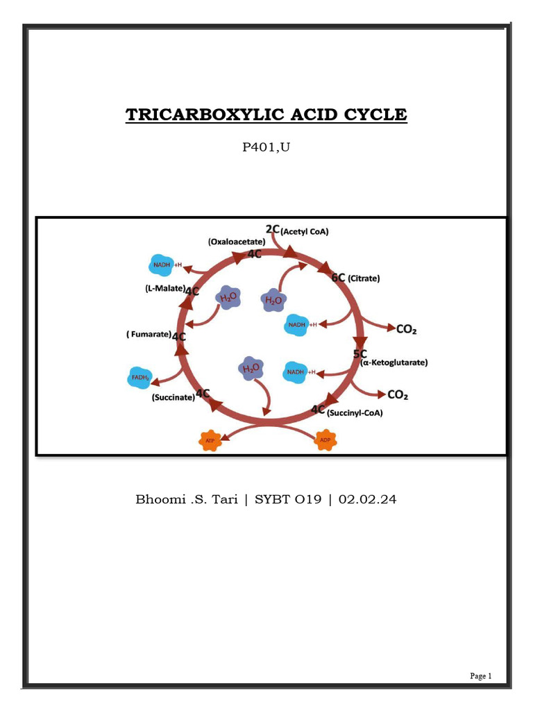 TCA Assignment | PDF | Diet & Nutrition | Chemistry