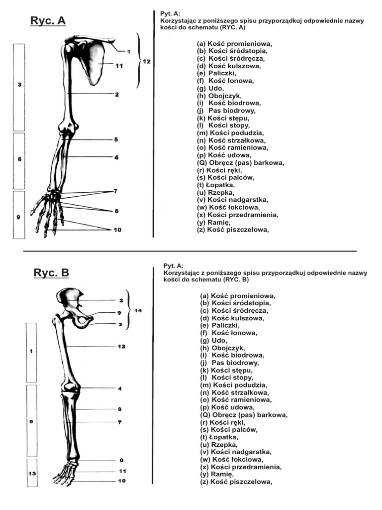 Kości Cwiczenia | PDF