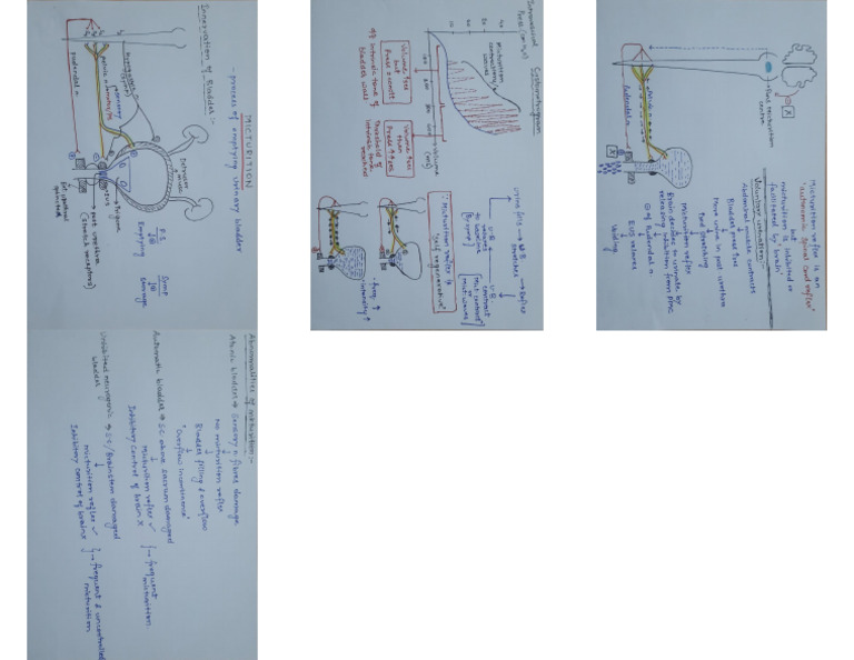 Micturition - Renal Physio | PDF