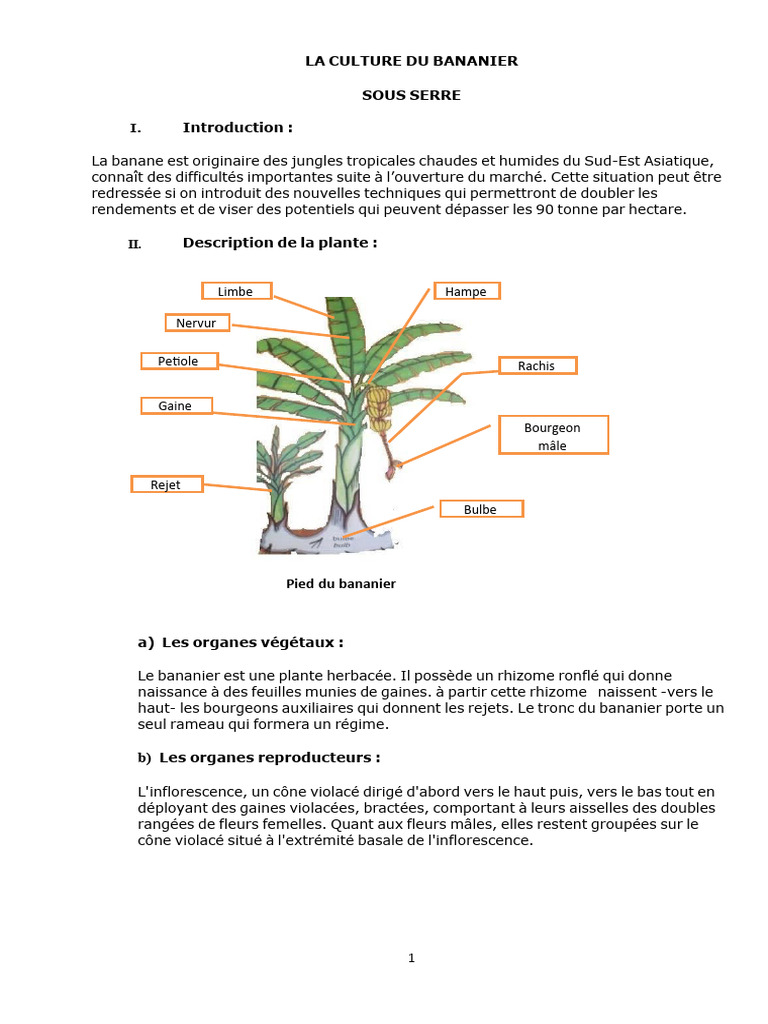 Guide de Culture du Bananier en Serre | PDF | Fertilisant | Irrigation