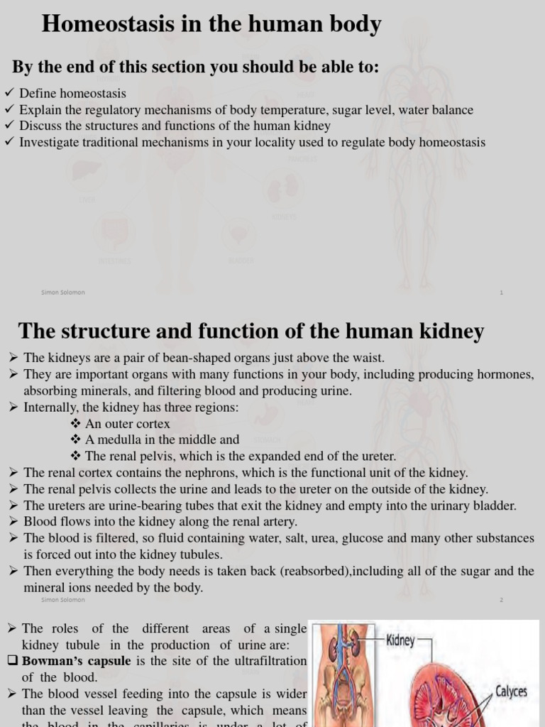 Homeostasis Biology Lecture | PDF | Kidney | Liver