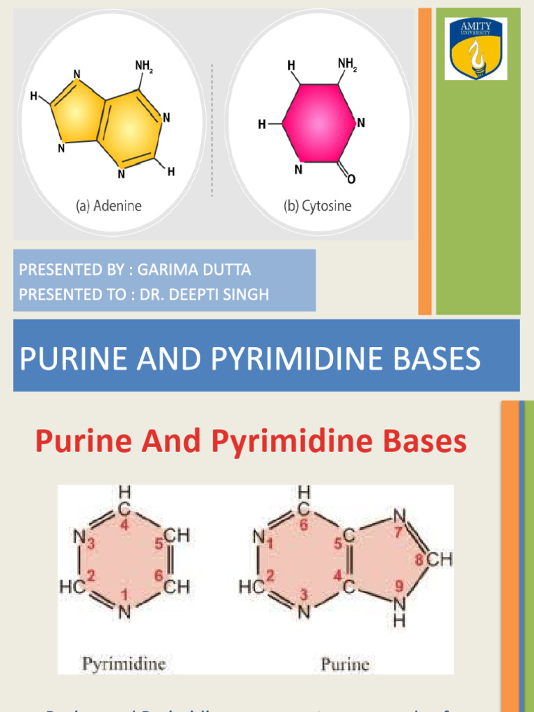 Purine and Pyrimidine Bases | PDF | Science & Mathematics