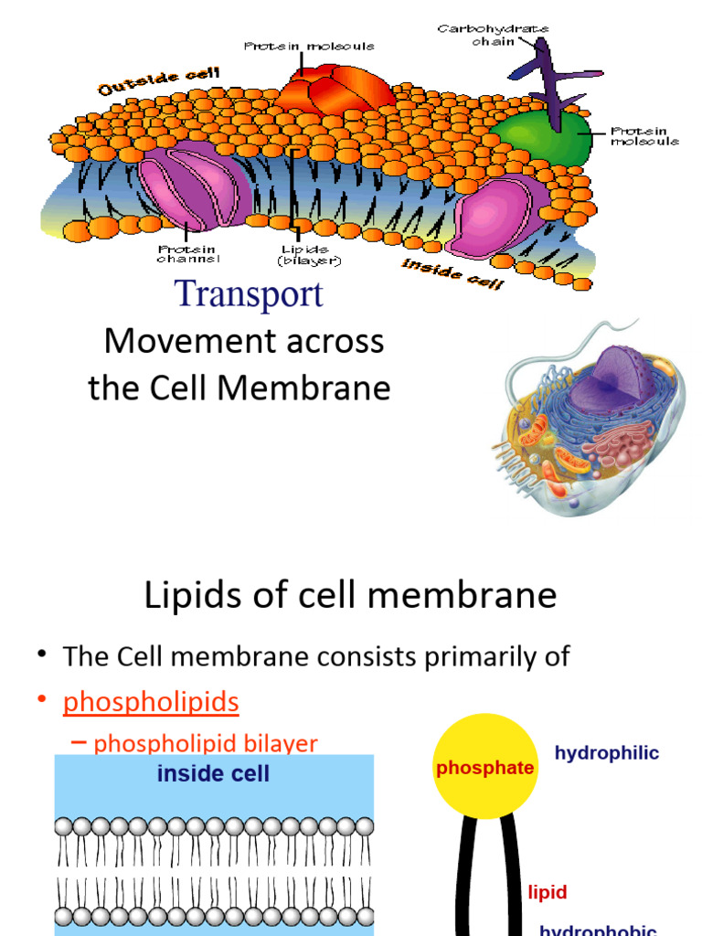Transport Across Membrane 2014 | PDF | Lipid Bilayer | Cell Membrane