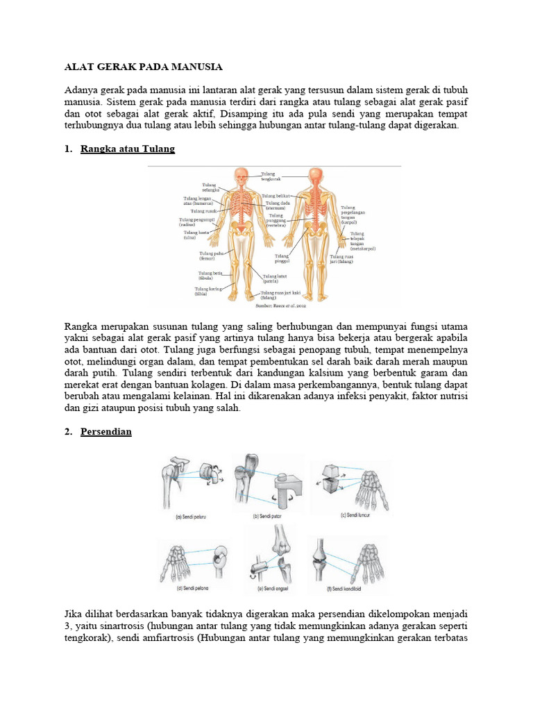 Alat Gerak pada Manusia dan Hewan | PDF