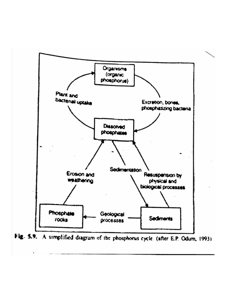 Phosphorous Cycle | PDF