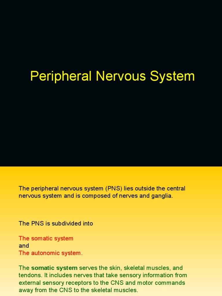 Peripheral Nervous System | PDF | Autonomic Nervous System | Acetylcholine