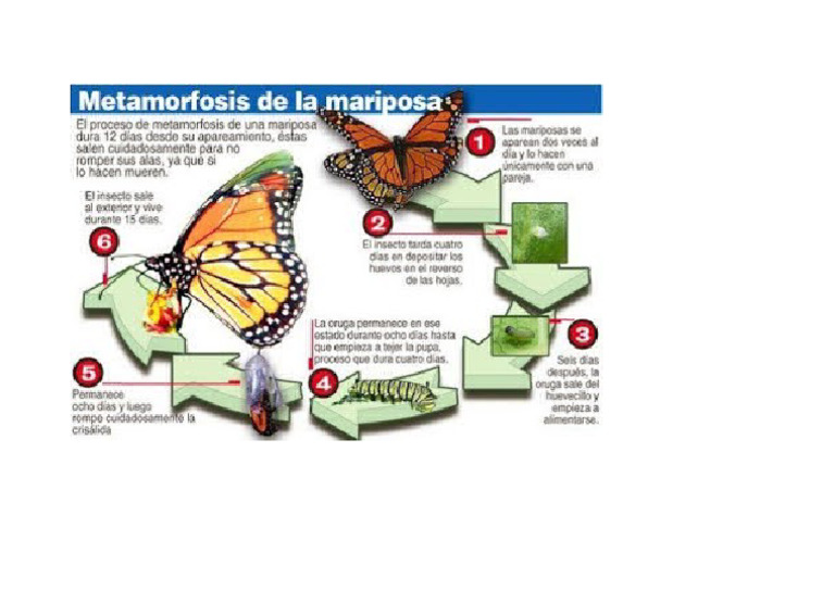 Metamorfosis Mariposa | PDF
