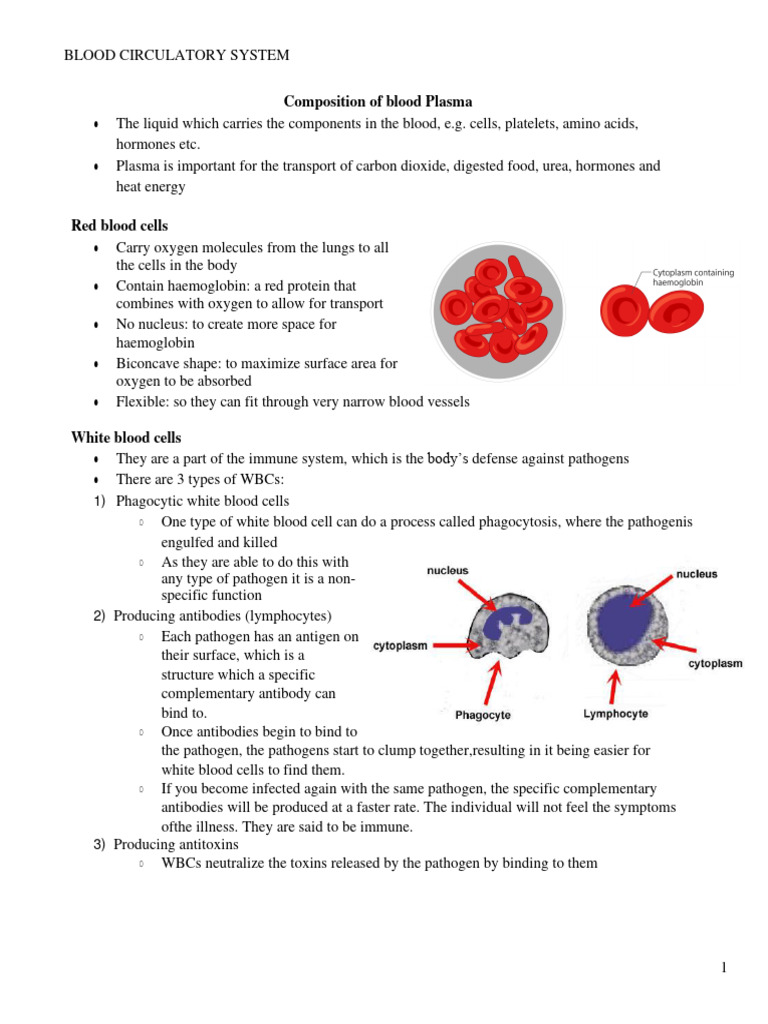 Blood Circulatory System - NOTES | PDF | Atrium (Heart) | Ventricle (Heart)