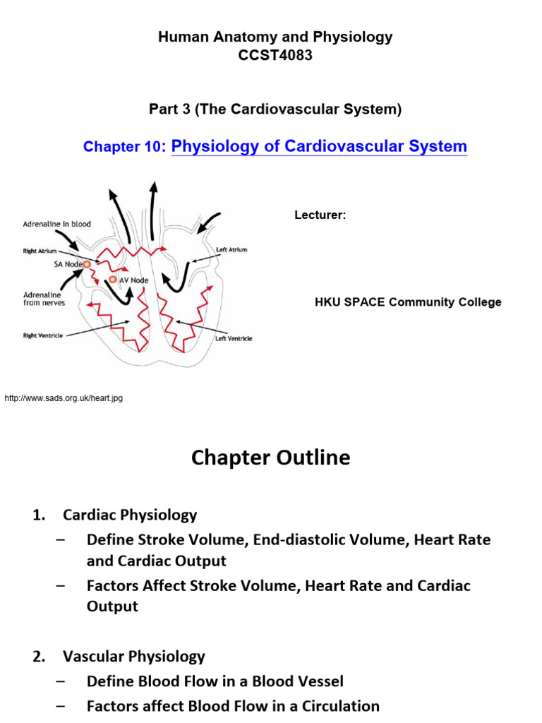 10 CVS Physiology PDF | PDF | Heart | Ventricle (Heart)