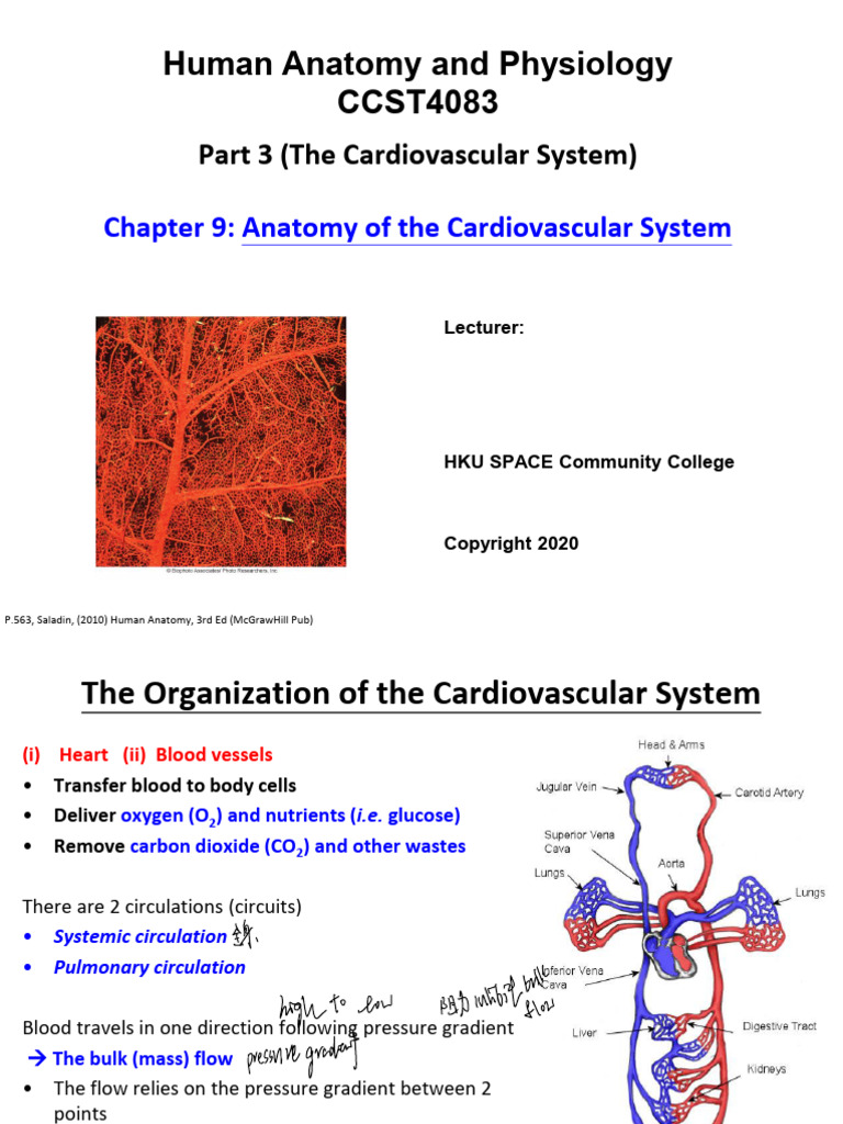 9 Anatomy of The Cardiovascular System PDF | PDF | Heart Valve | Artery