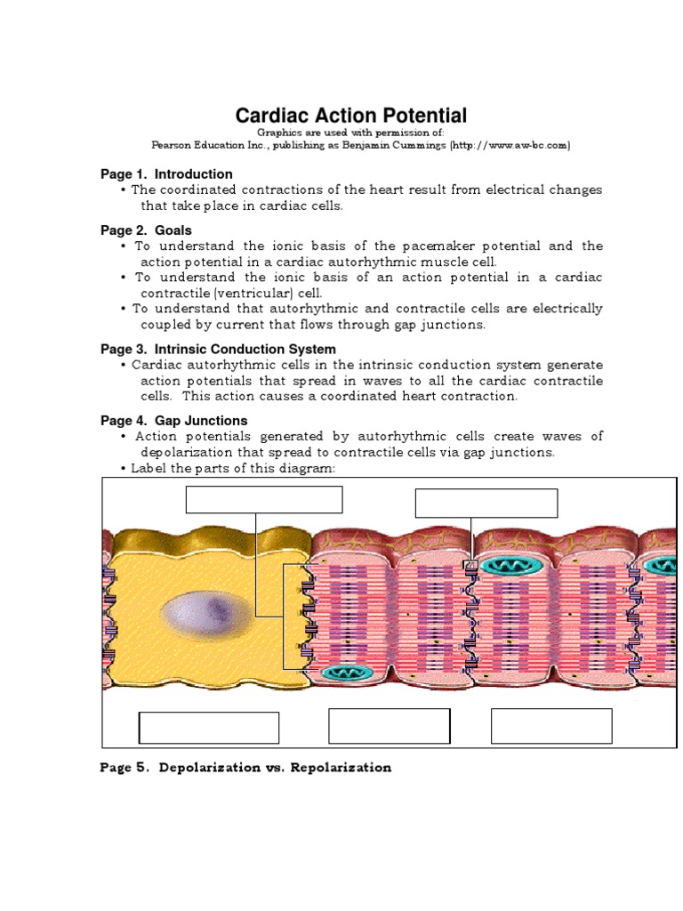 Cardiac Autorhythmic Cell Action Potentials | PDF | Home & Garden ...