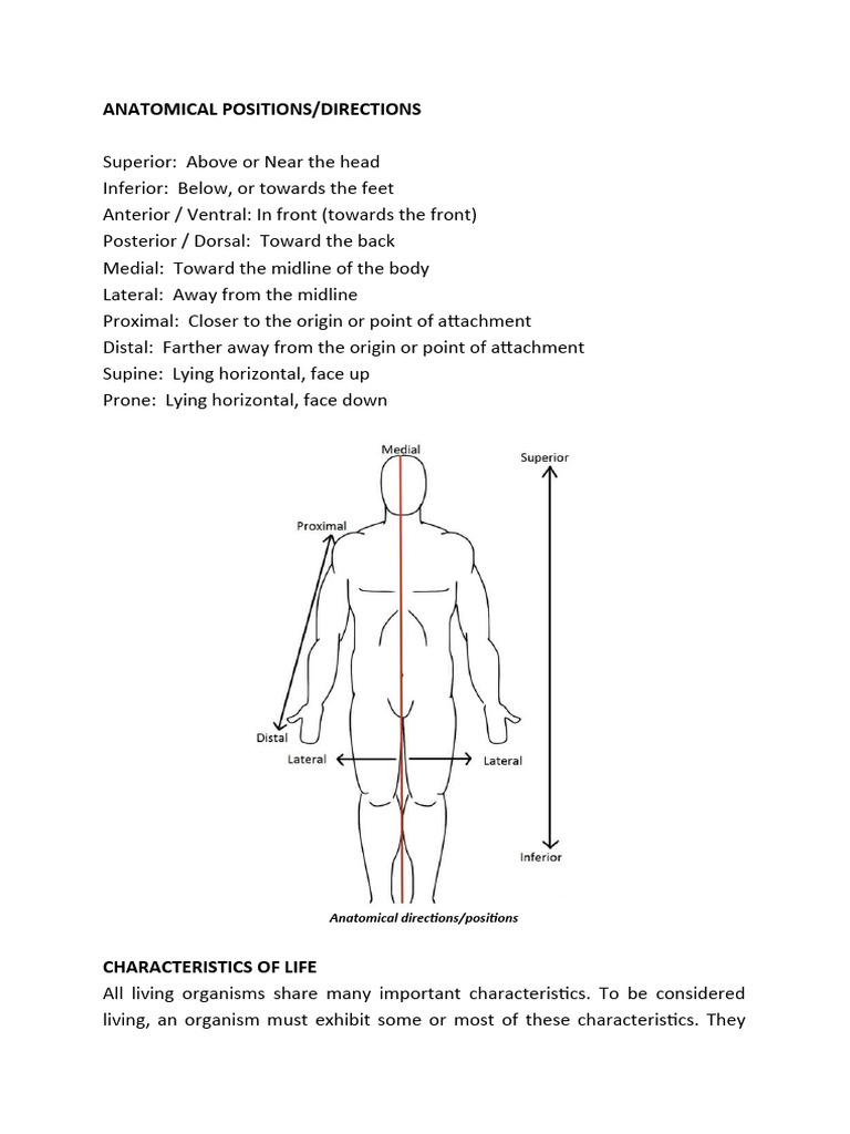 Anatomy Note | PDF | Tissue (Biology) | Anatomical Terms Of Location