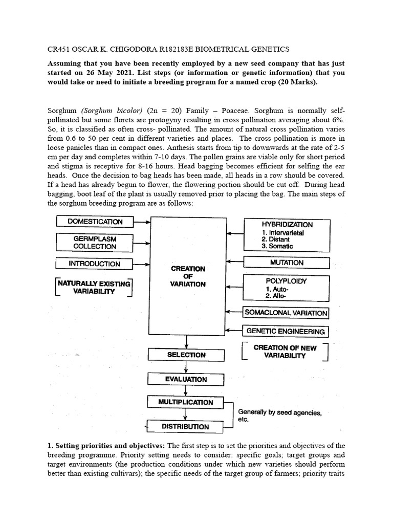 Sorghum Breeding Program Steps | PDF | Plant Breeding | Natural Selection